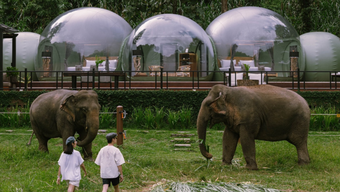 Stay Here and Walk with Elephants: The Luxury Resort Redefining ...