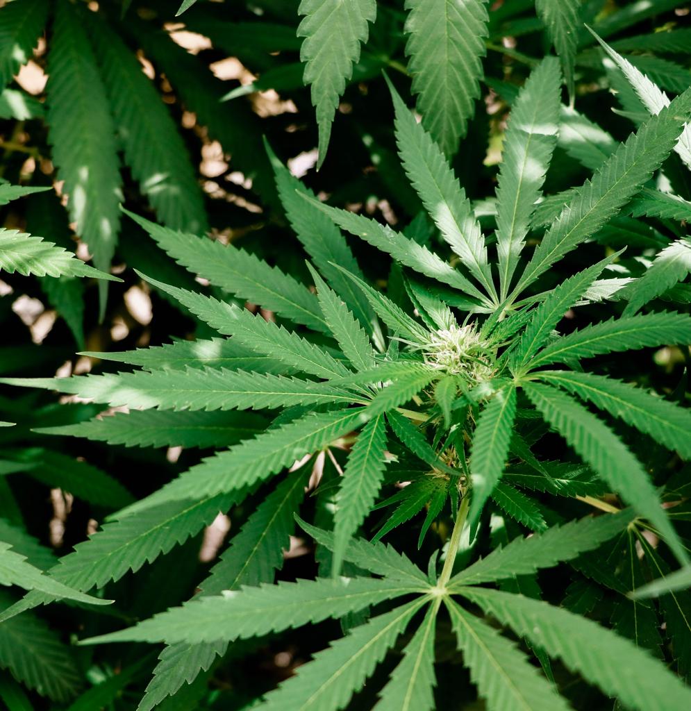 Germany has plans to Legalize Cannabis